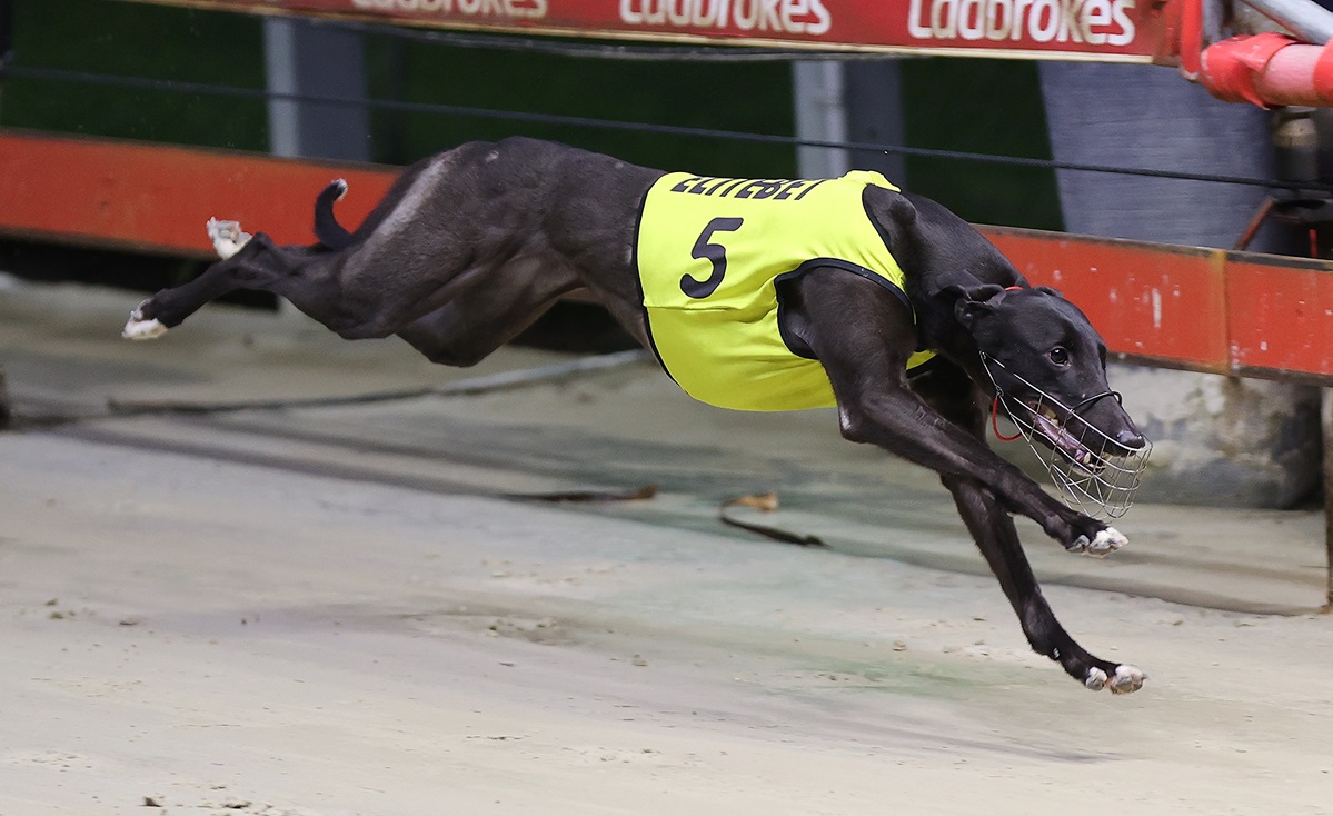 Shaula Stuns In MDC Maiden Demolition - Greyhound Recorder
