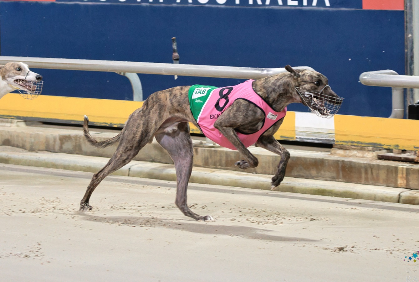 TAB Inks Five Year Extension With GRSA - Greyhound Recorder