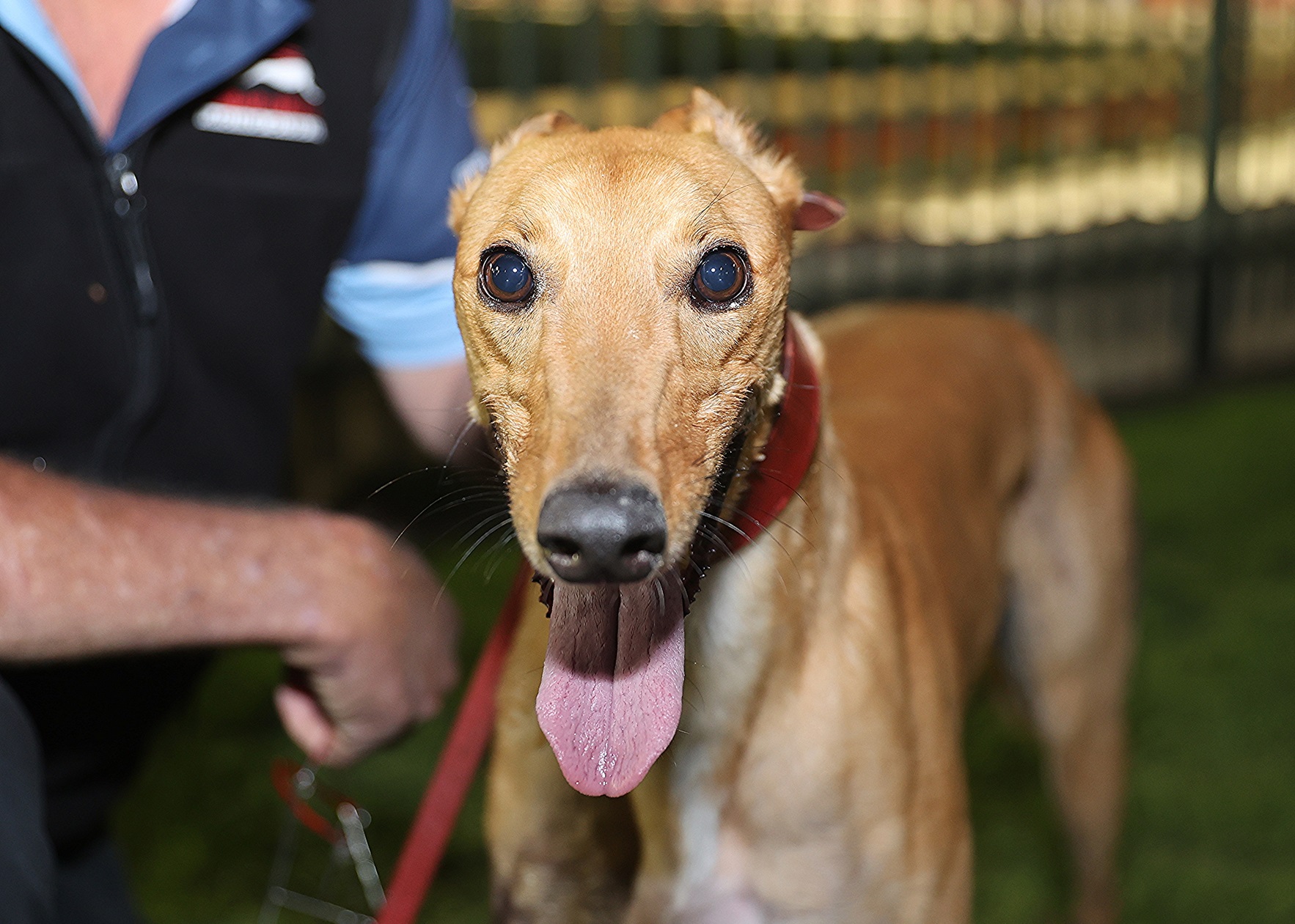 She Is Fire In Race Against Time For Sydney Cup - Greyhound Recorder