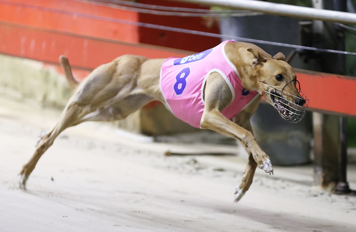 She's Out: Moroney Forced To Scratch From Cup - Greyhound Recorder