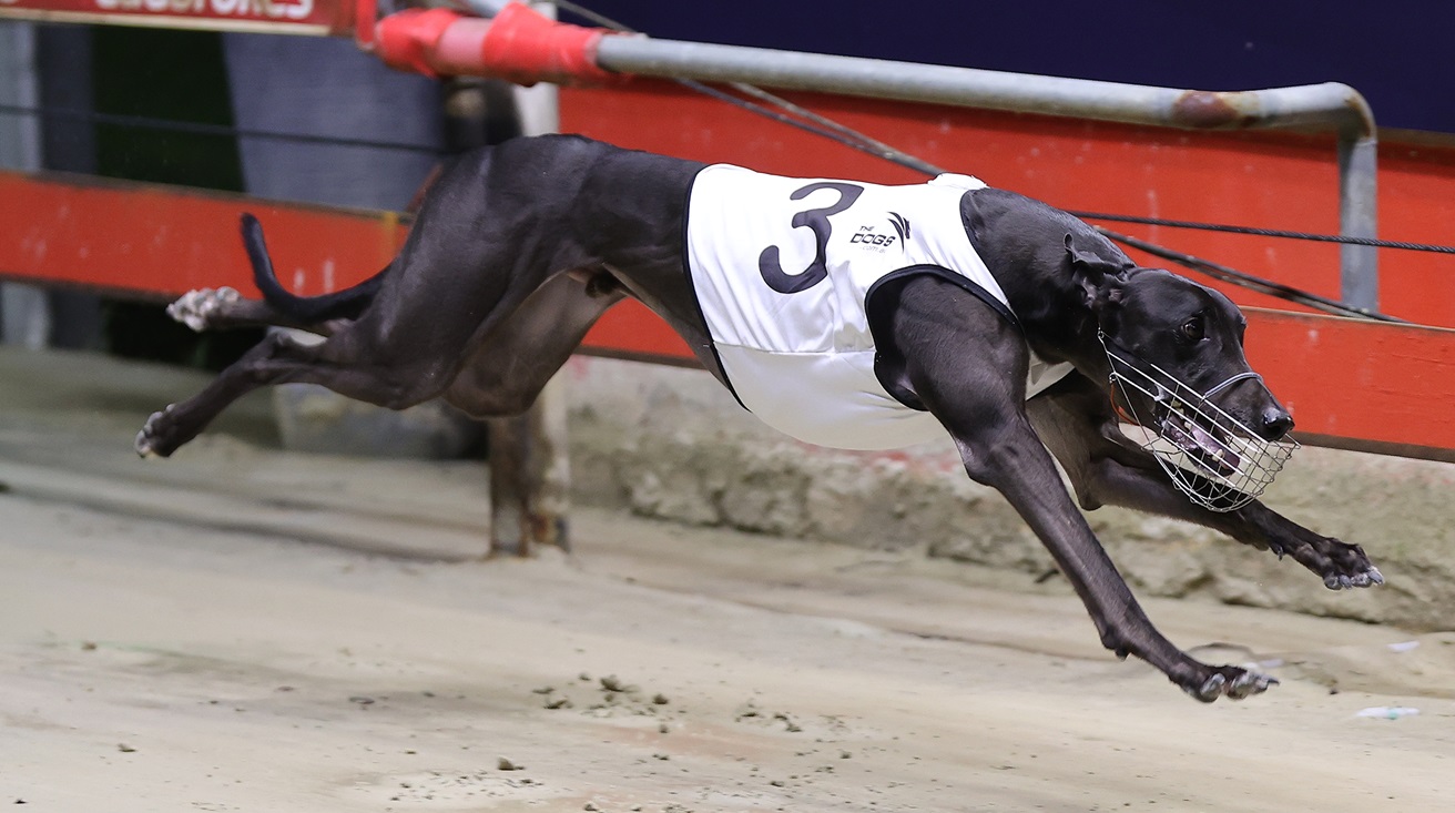 Runner By Runner Guide: Million Dollar Chase - Greyhound Recorder