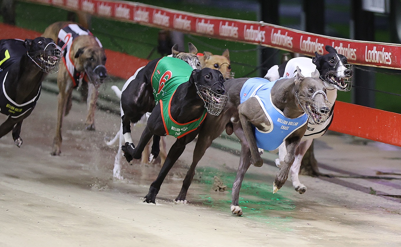 MDC Evokes Range Of Emotions For Stewart - Greyhound Recorder