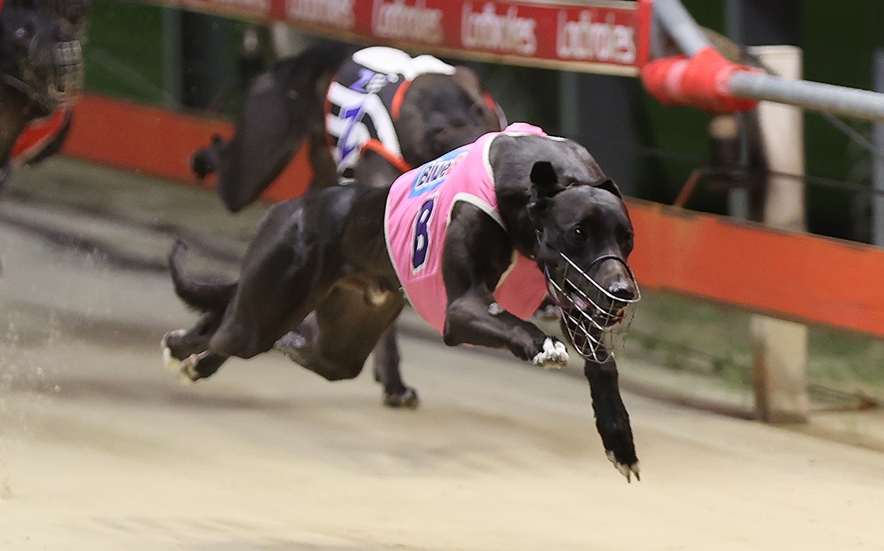 Aussie Thunders Right Into Fireball Frame - Greyhound Recorder