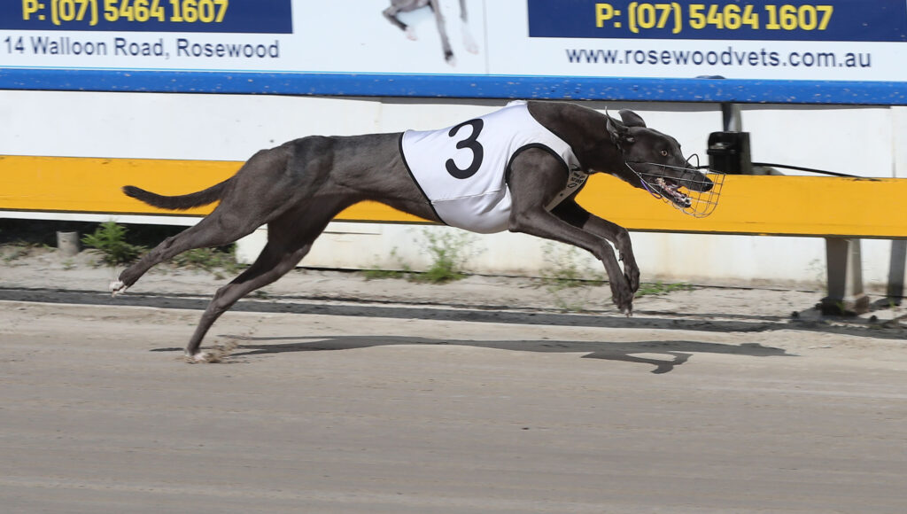 Midnight Queen Gives Bailey Moment To Savour - Greyhound Recorder