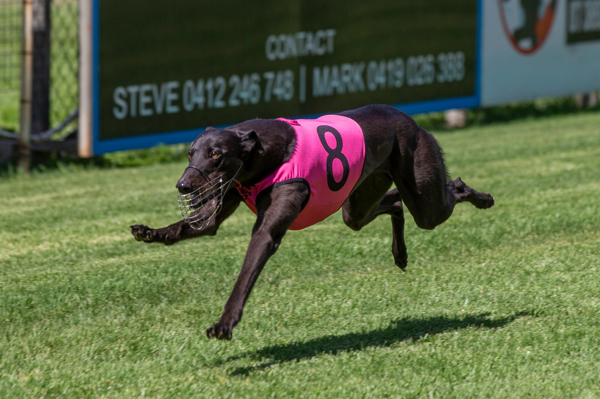 Art Of Deception Follows Tradition In Futurity - Greyhound Recorder