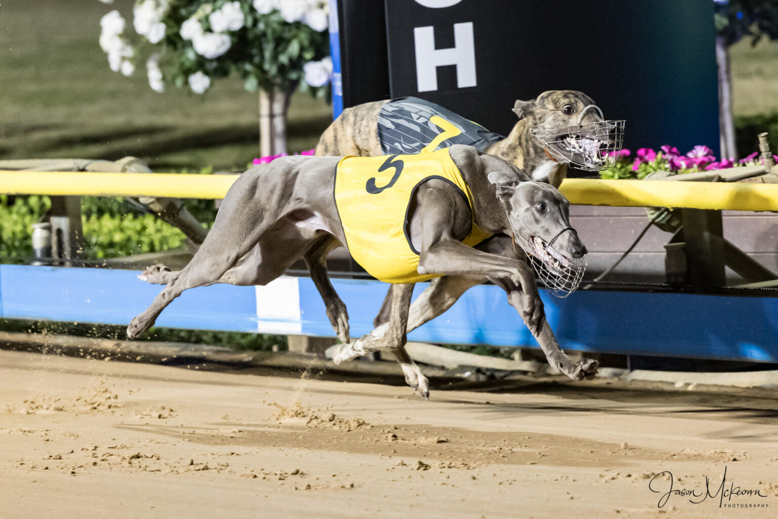 Hector Fawley's Track Magic Earns Stud Upstart - Greyhound Recorder