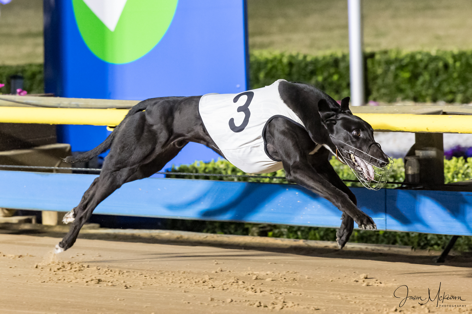 Raider's Guide Eyes History In Rookie Rebel Defence - Greyhound Recorder