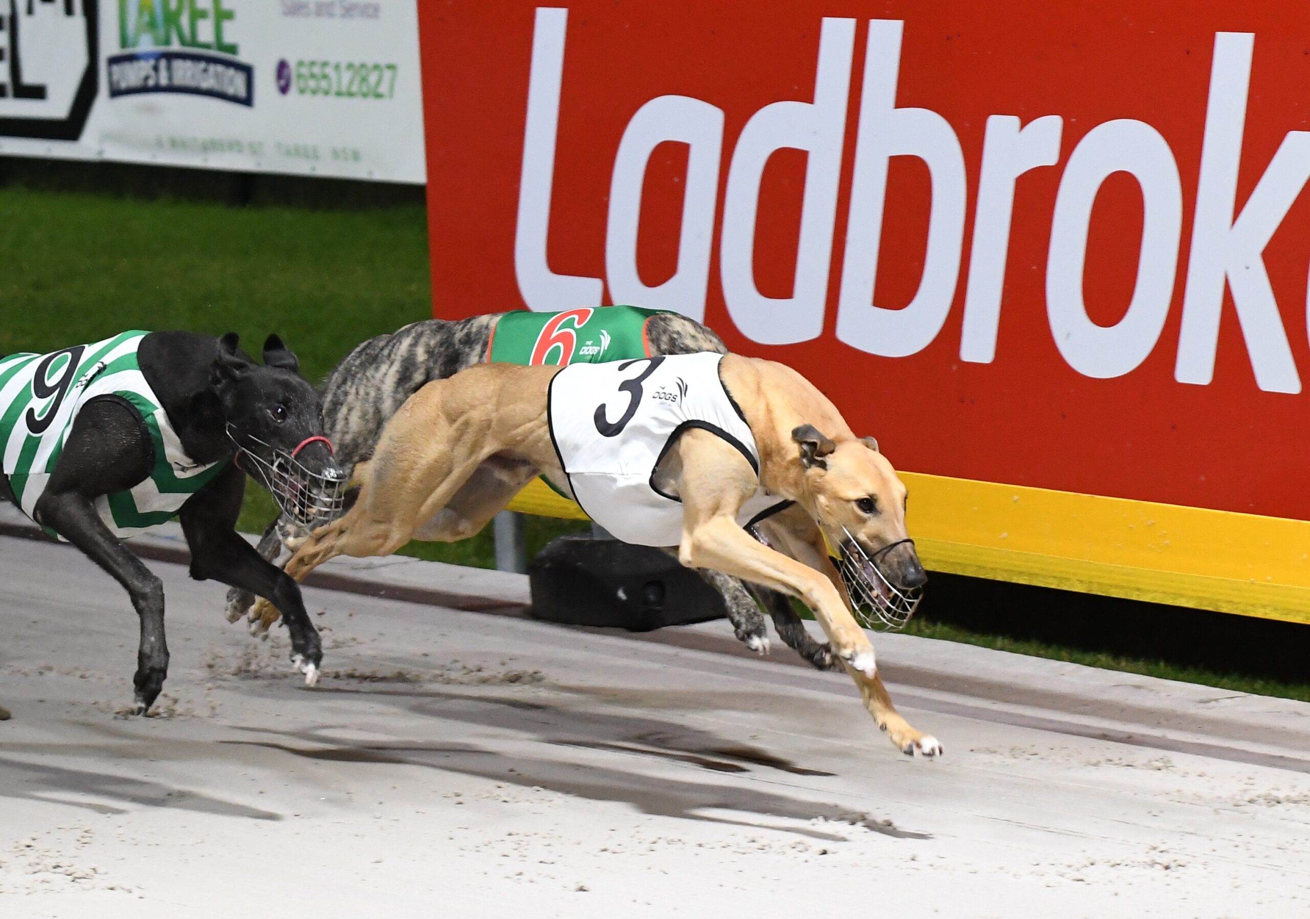 Spirit Boy Leads Home Gardoll Quinella In Cup - Greyhound Recorder