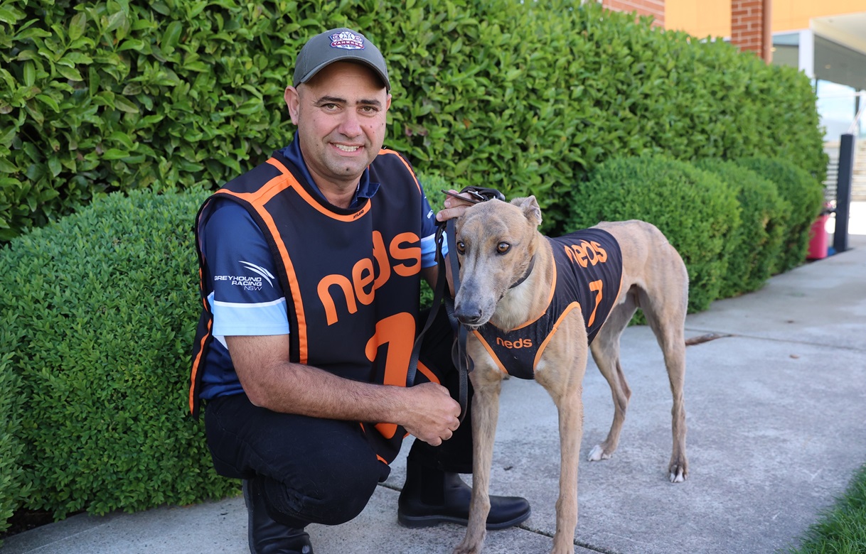 Azzopardi Out To Maintain The Rage In Wagga Cup - Greyhound Recorder