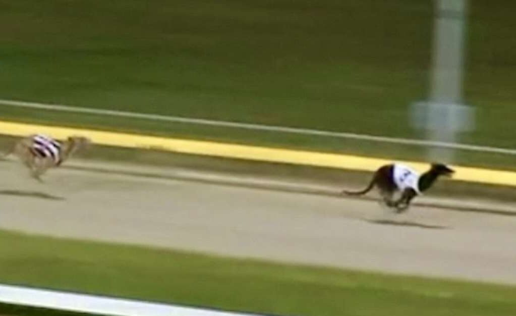 $1.10-Pop Loses In Stunning Circumstances - Greyhound Recorder