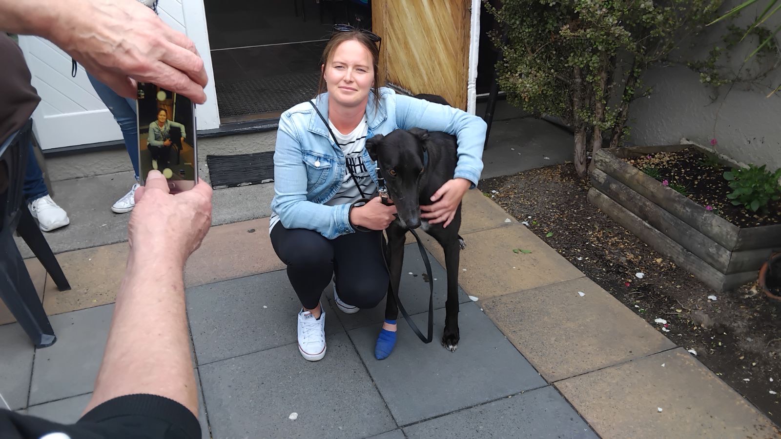 New Zealand Cup Meeting Sets Wagering Record - Greyhound Recorder