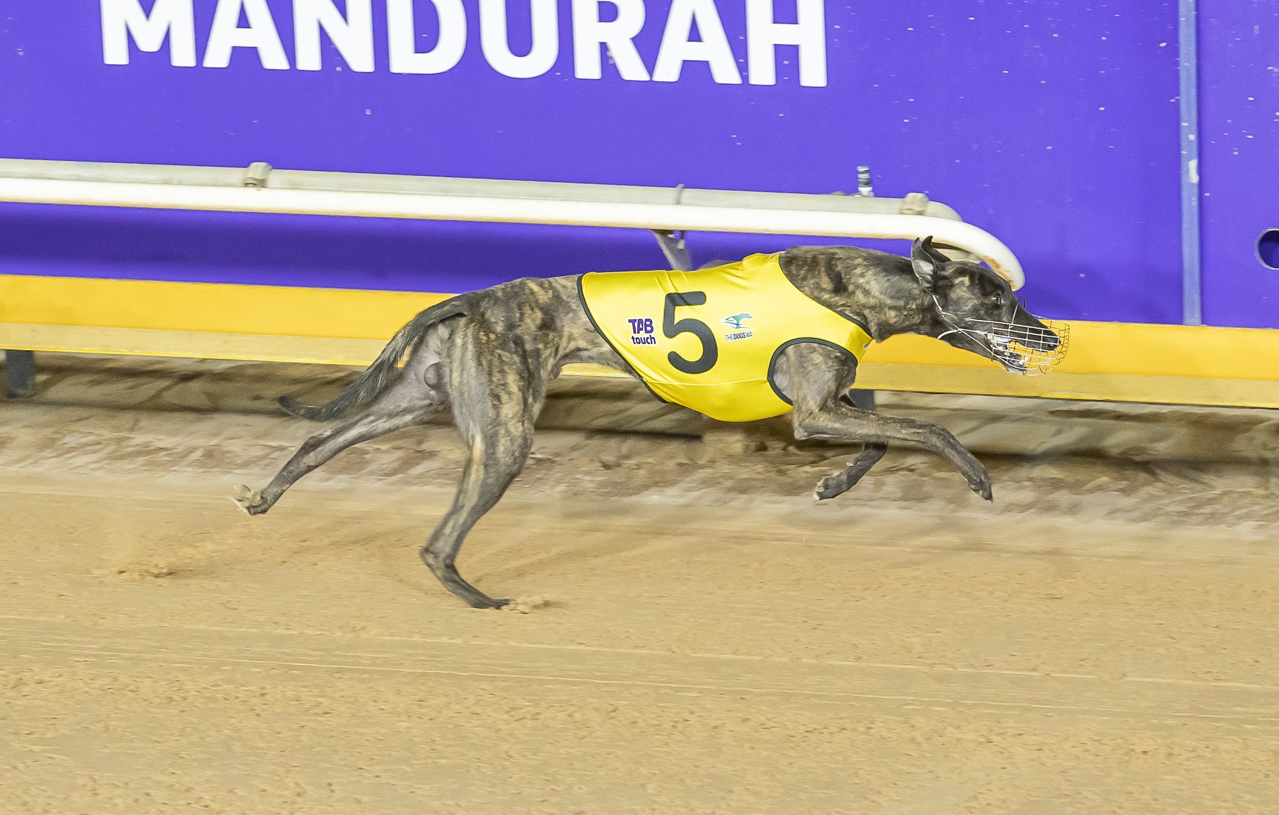 Bala Ace Set For Bold The Chase Showing - Greyhound Recorder