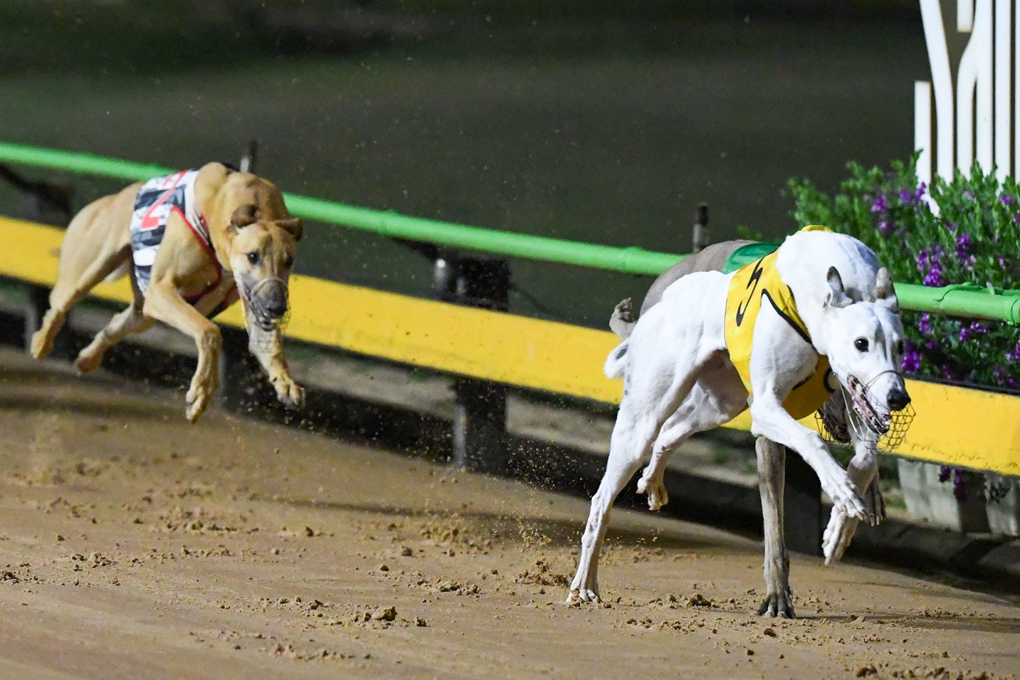 Group 1 Winner Epitomize To Scale Stud Mountain - Greyhound Recorder