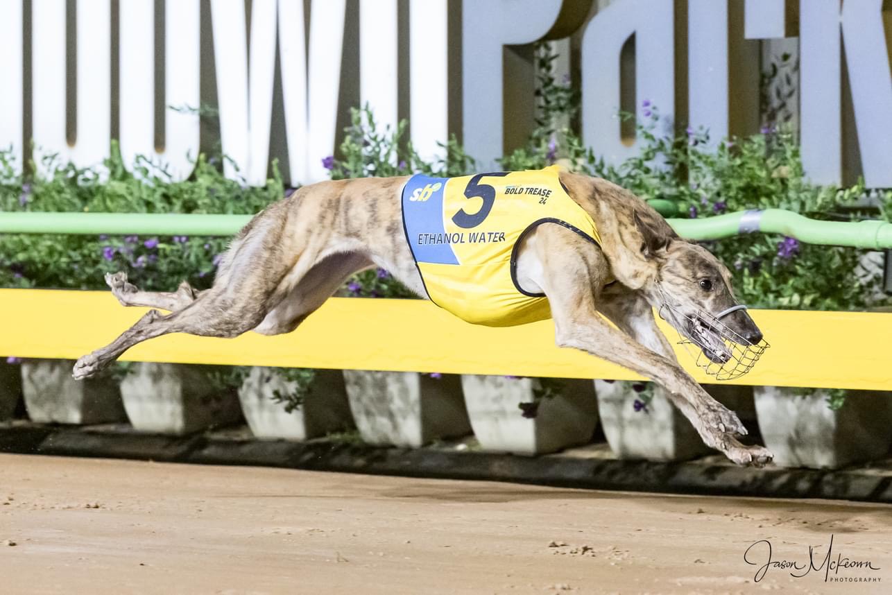 US Connection To Ethanol Water's Bold Trease Win - Greyhound Recorder