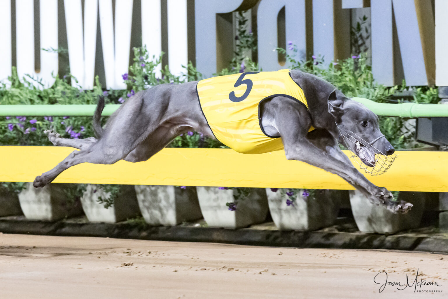 Smooth Plane To Break Group 1 Duck In Topgun? - Greyhound Recorder