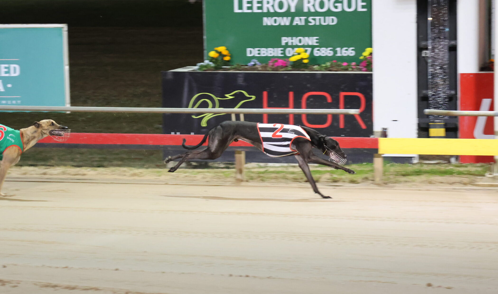 Bernie Burrow Brilliant In Hobart Thousand Decider - Greyhound Recorder