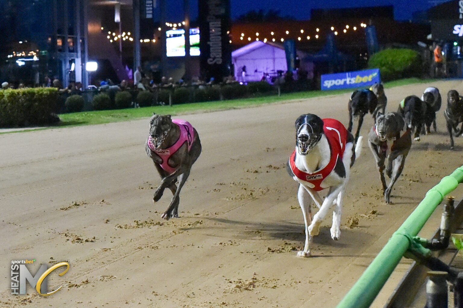 Sidelined Sunset Frazier To Dabble In Stud Duties - Greyhound Recorder