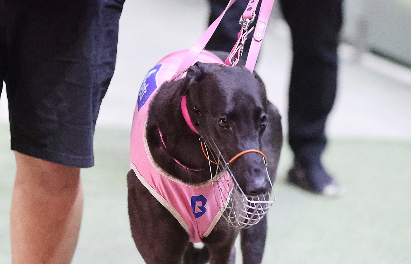 Delbridge's Tribute Ahead Of Paul Wheeler - Greyhound Recorder