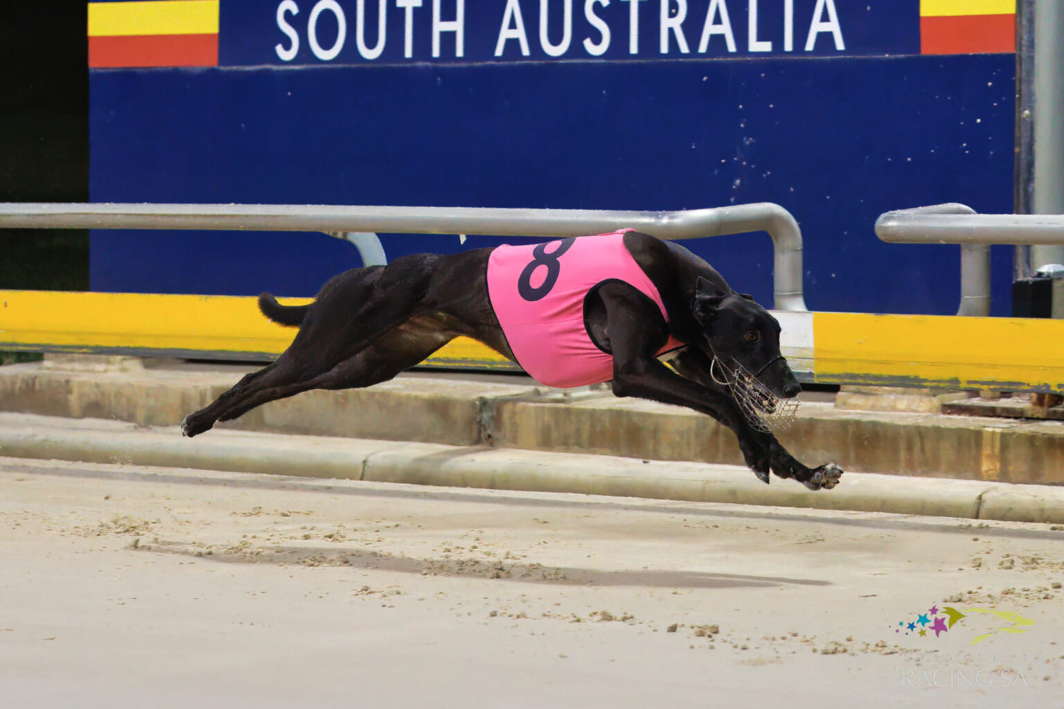 Jaensch Eyes Career Highlight In Ashes - Greyhound Recorder