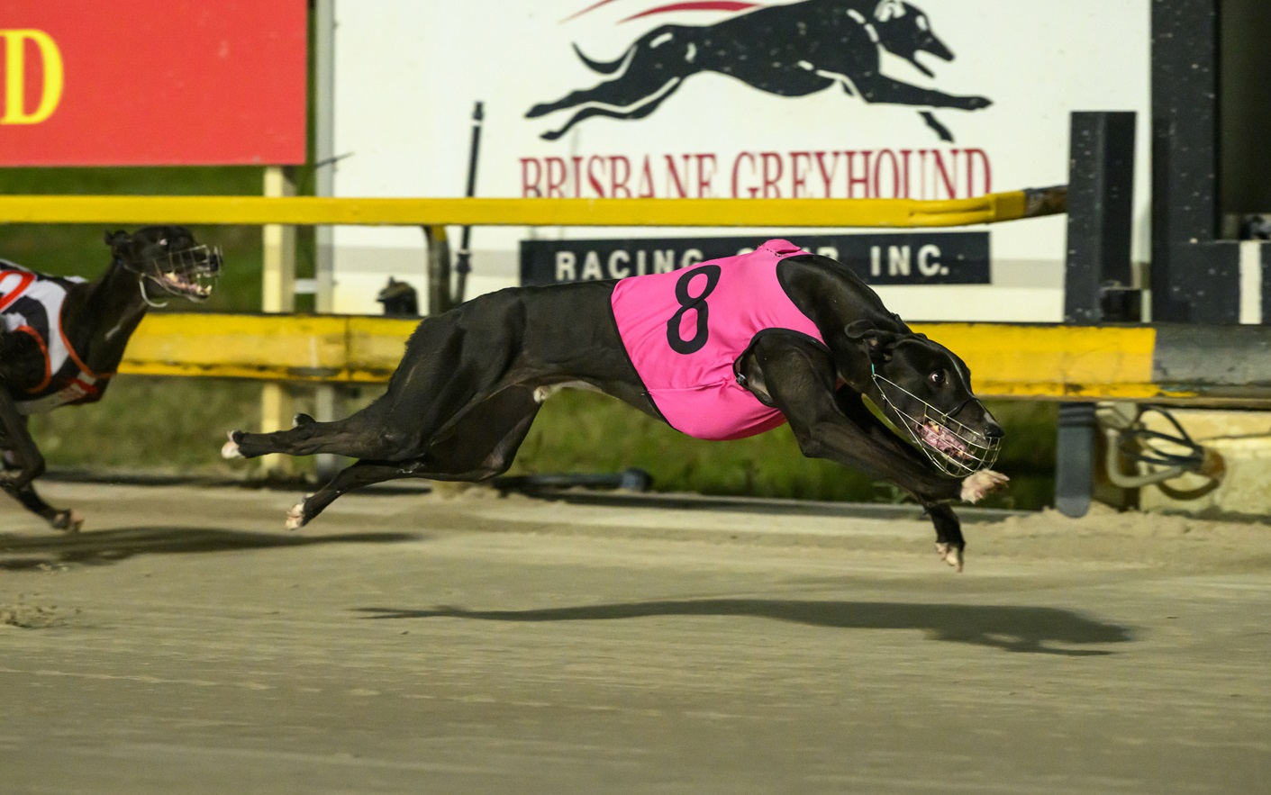 Affluent In The Red Zone For Queensland Derby Test - Greyhound Recorder