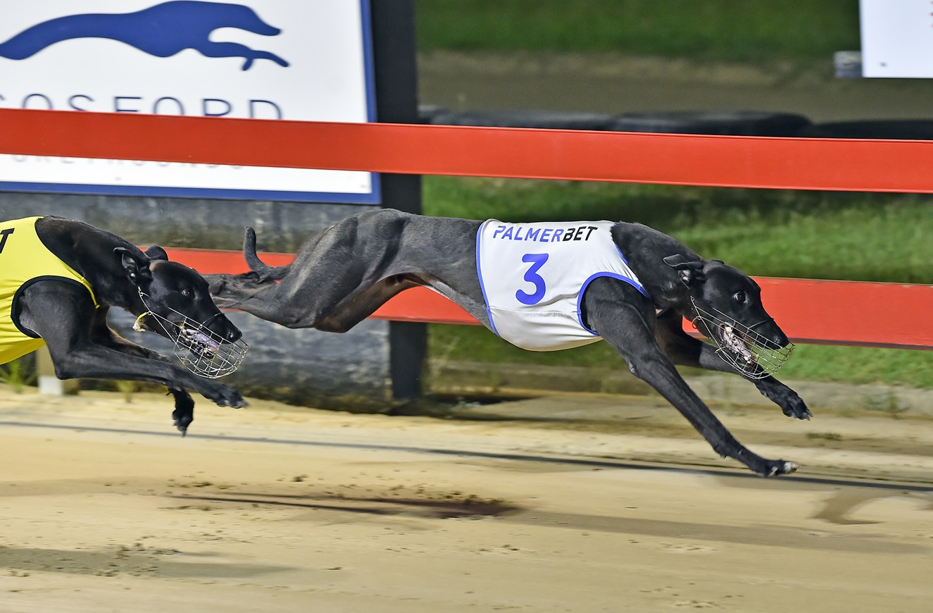 Cobber 'As Good As Ever' Ahead Of Cup Defence - Greyhound Recorder