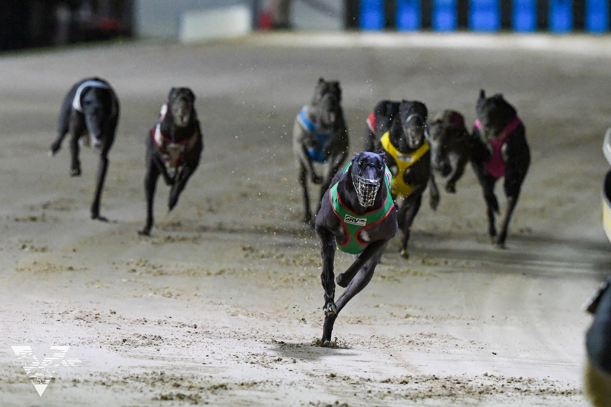 Preview: 'Class' To Shine Through In Sale Cup - Greyhound Recorder
