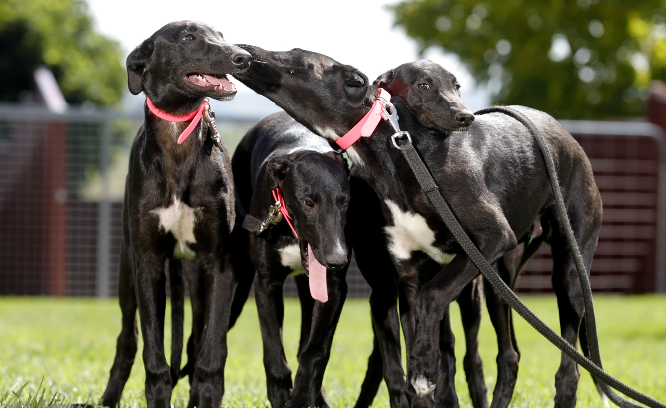 Ladbrokes Racing Club Lock In Racing Royalty - Greyhound Recorder