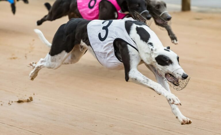 Sheezel Set To Sizzle In Straight Track Cup - Greyhound Recorder
