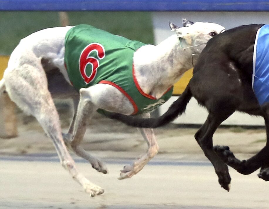Chatterbug Boxed To Be In Vince Curry Mix - Greyhound Recorder