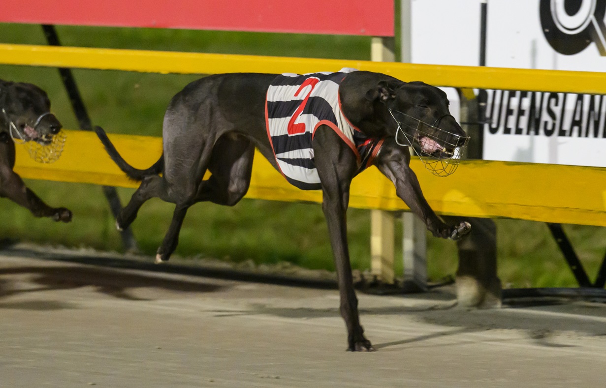 Real Race Dog: Trial Defeat No Concern For Cup Star - Greyhound Recorder