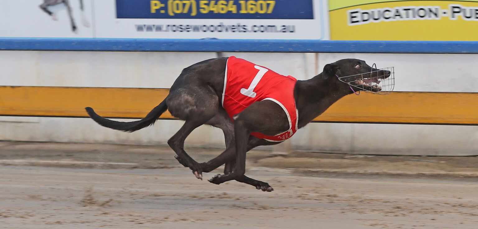 Satoshi, Chatterbug Set Vince Curry Series Alight - Greyhound Recorder