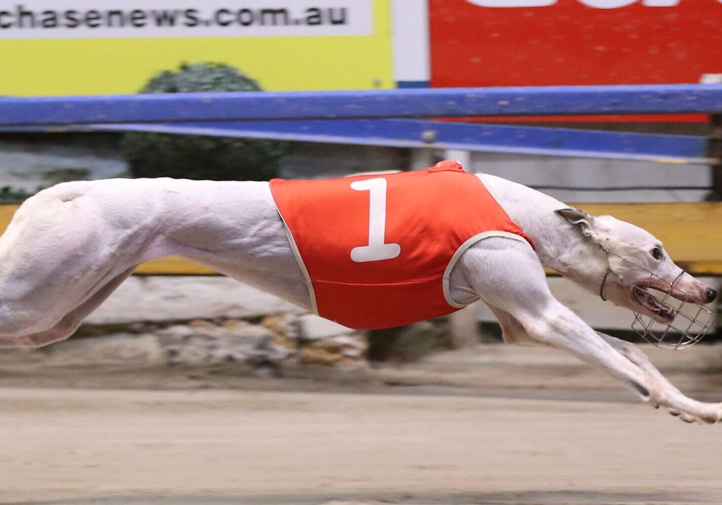 Chatterbug To Bounce Back From Curry 'Nightmare' - Greyhound Recorder