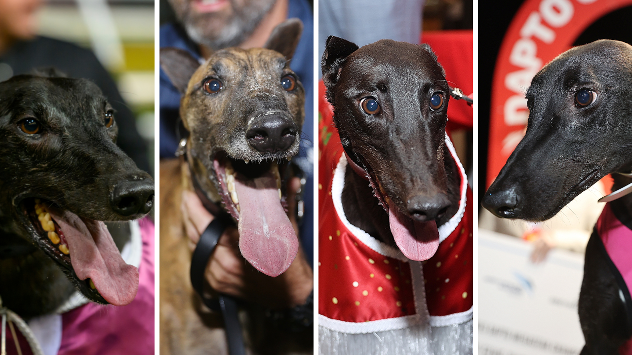 NSW Greyhound Of The Year Finalists Revealed - Greyhound Recorder