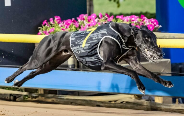 Red Commando Greyhound - Form, Stats & News