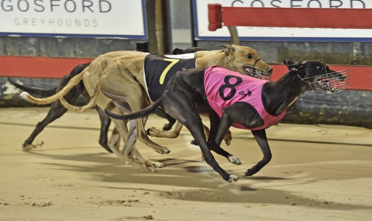 Red Commando Greyhound - Form, Stats & News