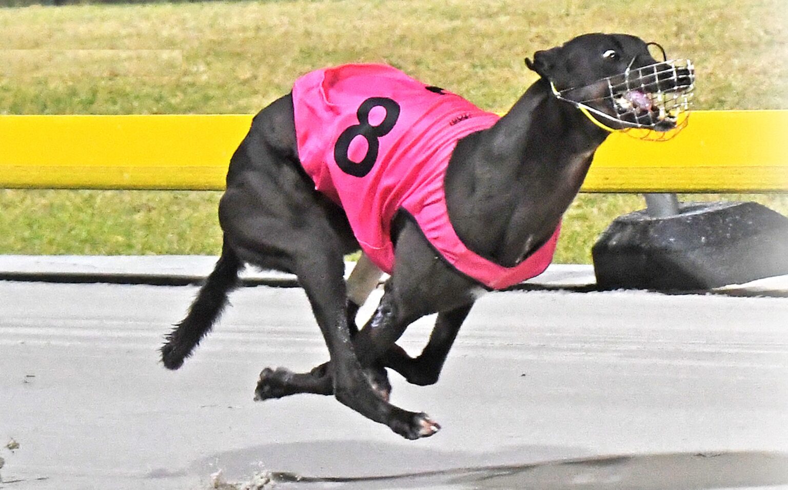 Burston Living The Dream With Ripped Raccoon - Greyhound Recorder