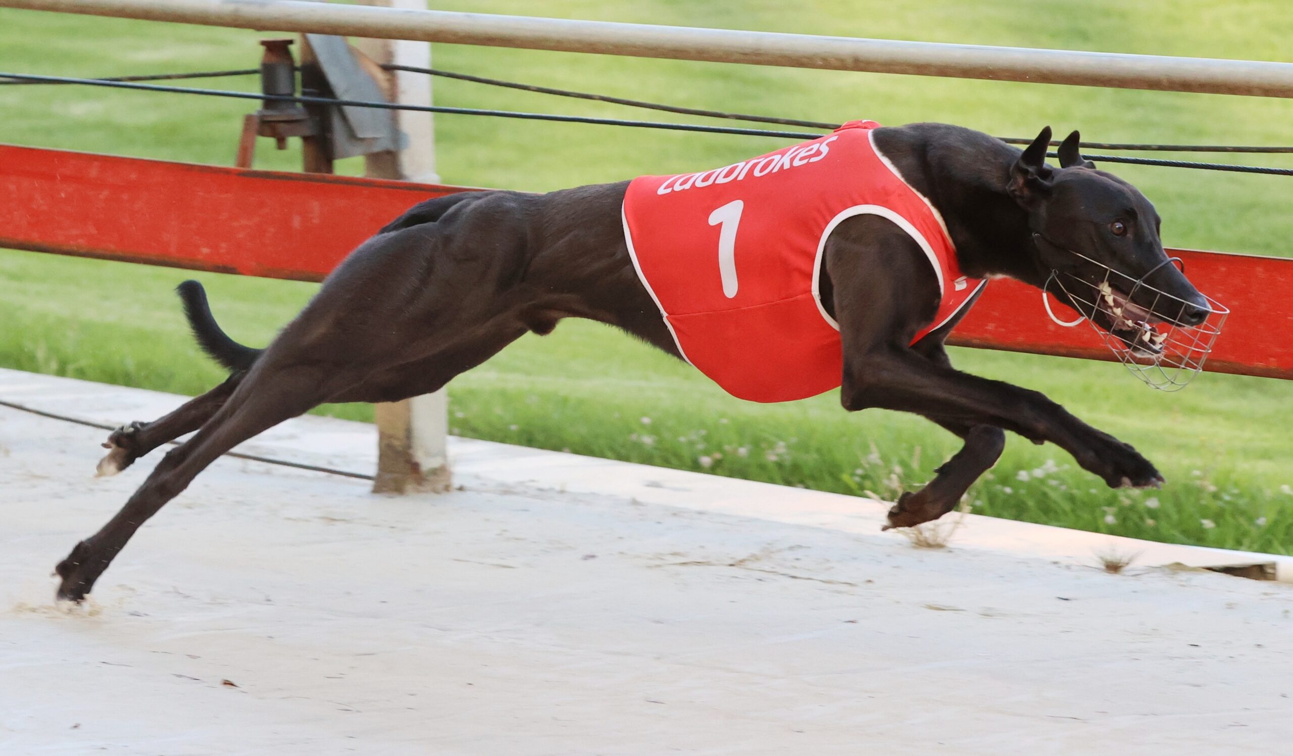 Ivers To Resist Classic Itch With Great Terms - Greyhound Recorder