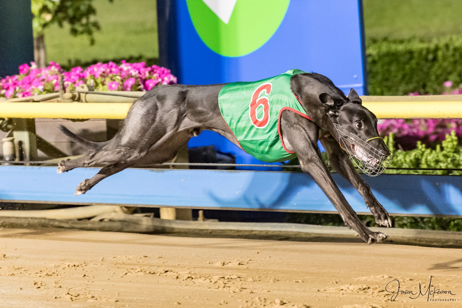 Perth Cup Hero Secures The Sandgroper Slot - Greyhound Recorder