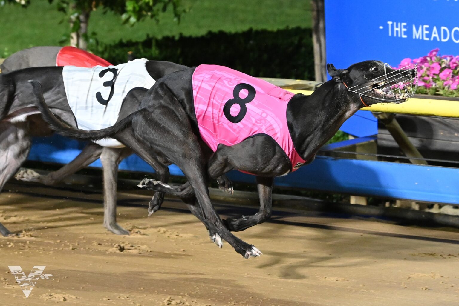 Red Dirt Road Caps Off Remarkable Racing Return - Greyhound Recorder