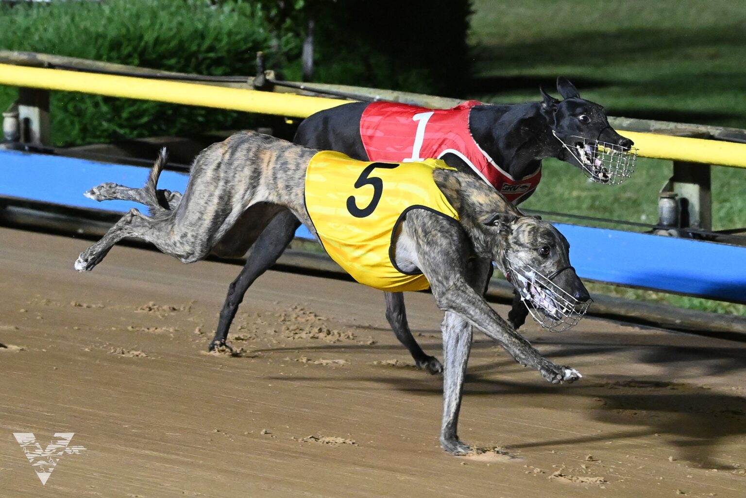 Mouth-Watering Match Race Looms at Angle Park - Greyhound Recorder