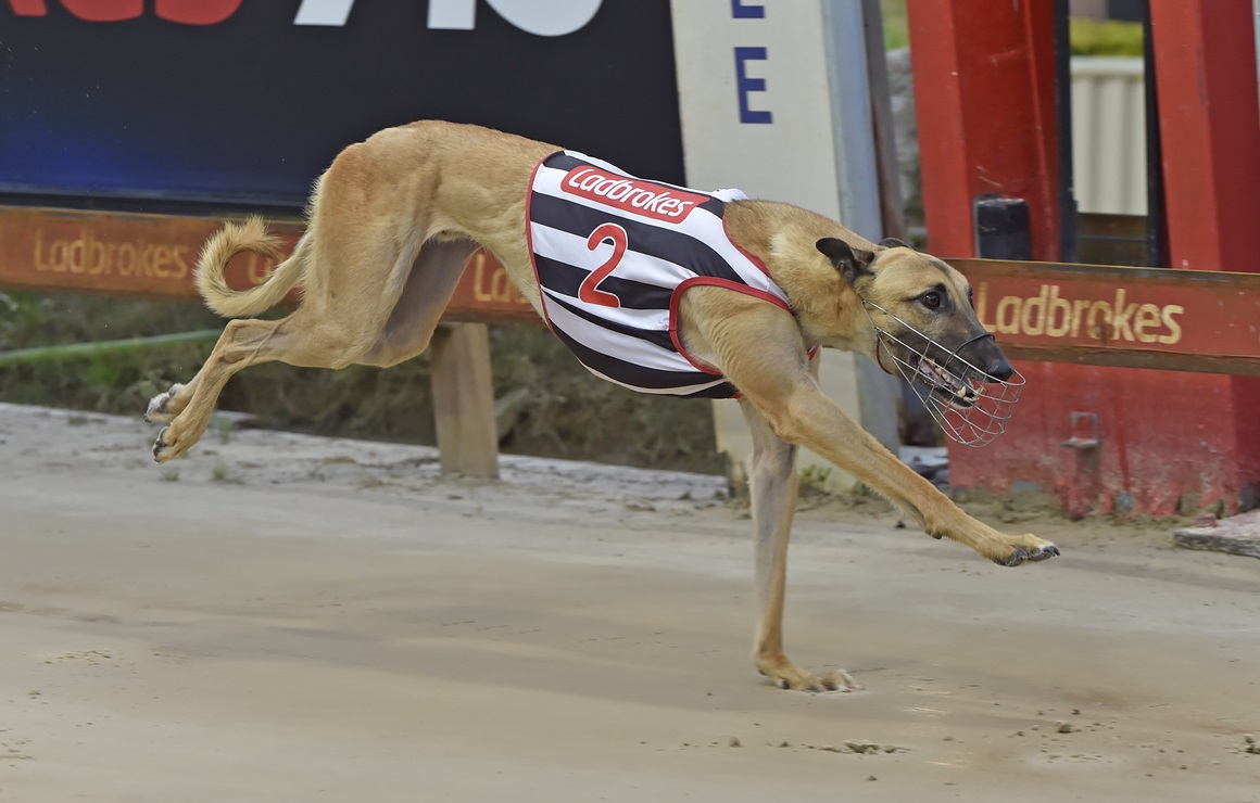 Bakers On Verge Of Dream Start In Robert Smith - Greyhound Recorder