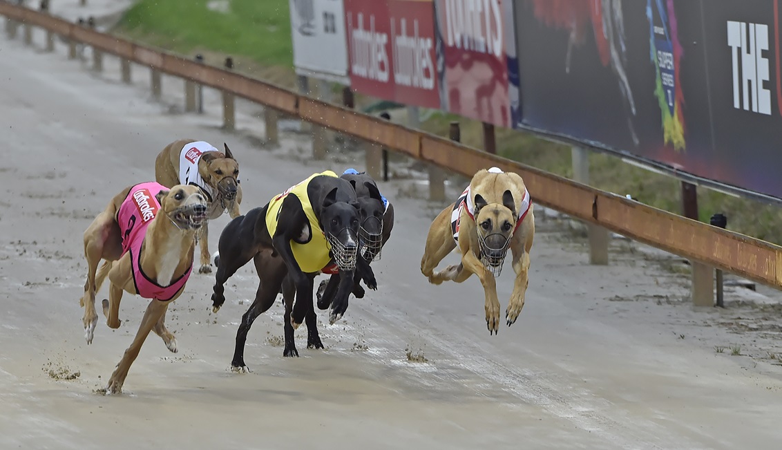 NSW Tips For Dubbo, The Gardens & Wentworth Park - Greyhound Recorder