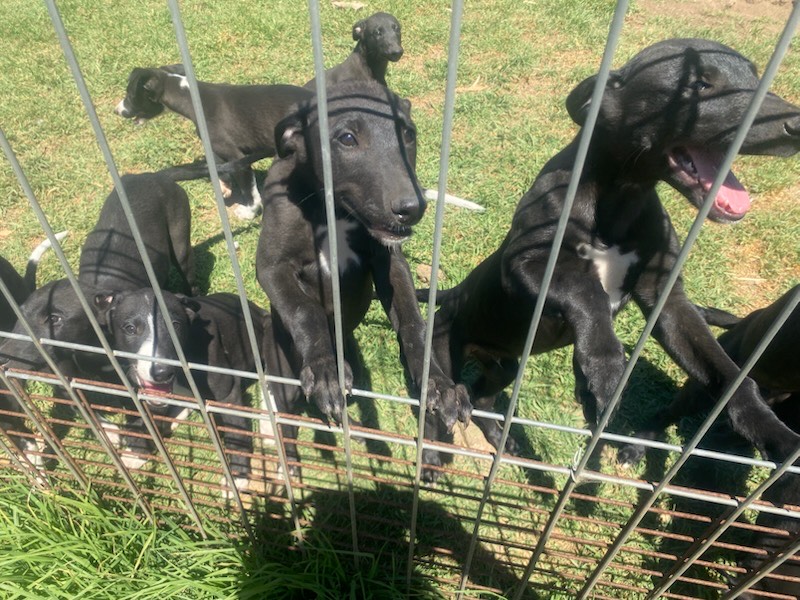 Oh Boy! Costa In High Praise Of Amron Offspring - Greyhound Recorder