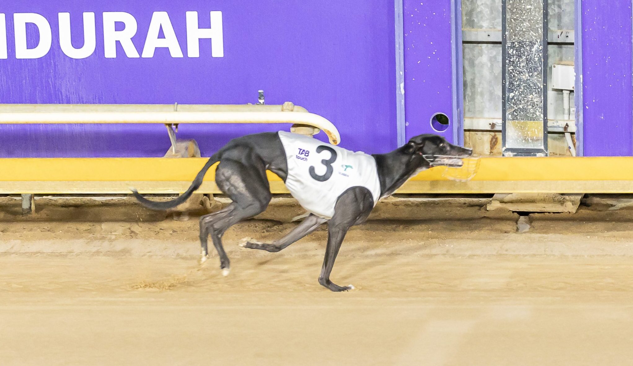 Box Draw Tempers Marsh's The Shorts Prospects - Greyhound Recorder