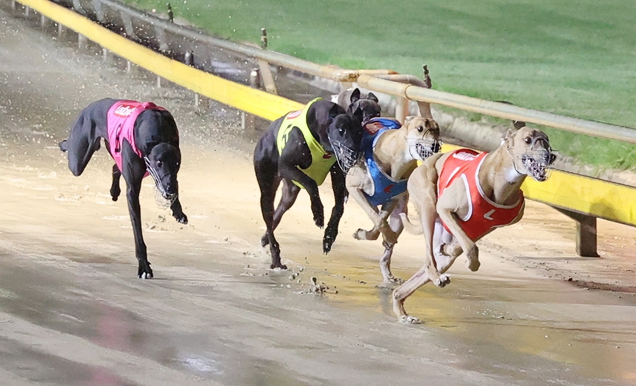 NSW Tips For Racing At Grafton And Richmond - Greyhound Recorder