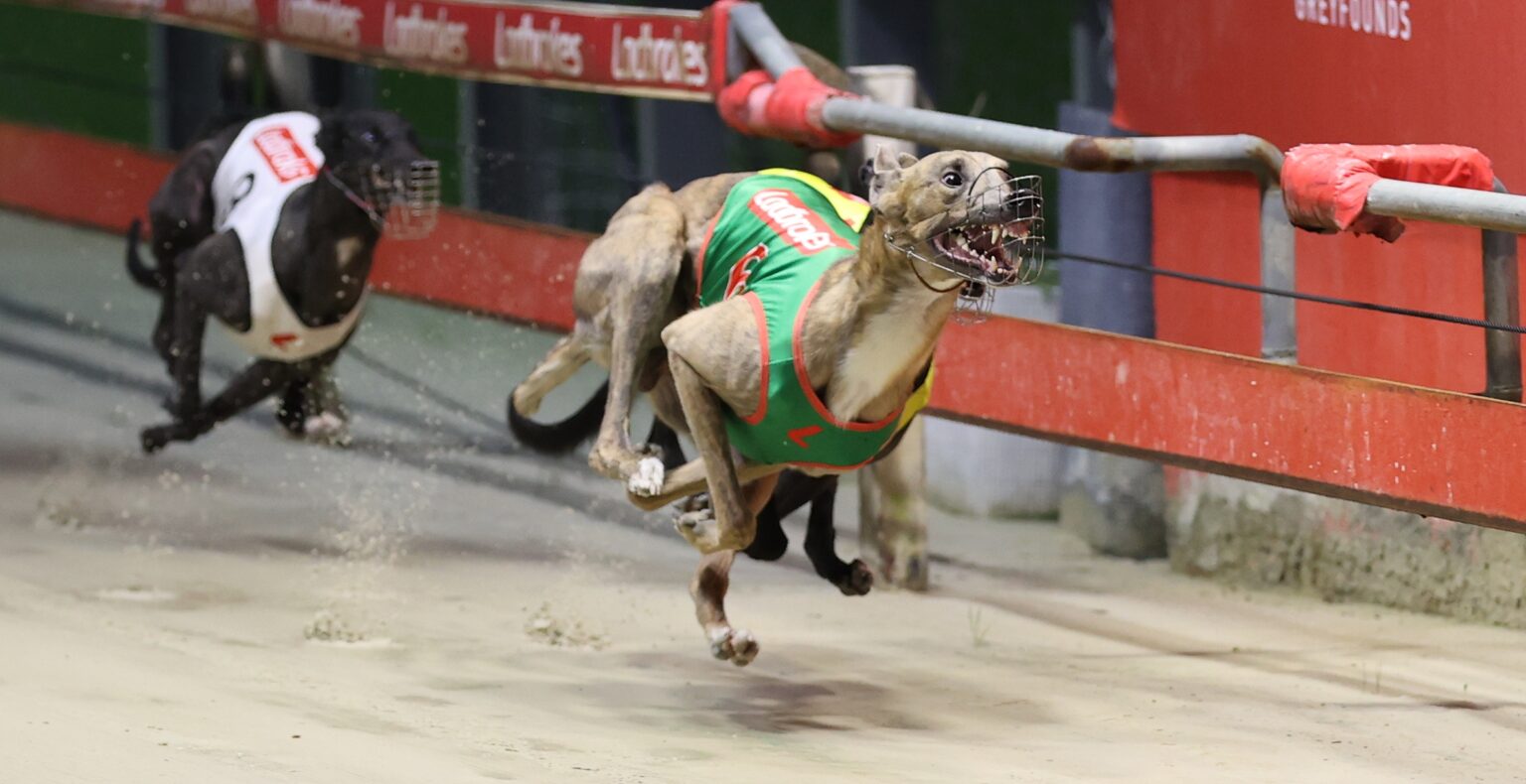 Hardman Hoping 'Dream' Start Sees Stan Stay Put - Greyhound Recorder