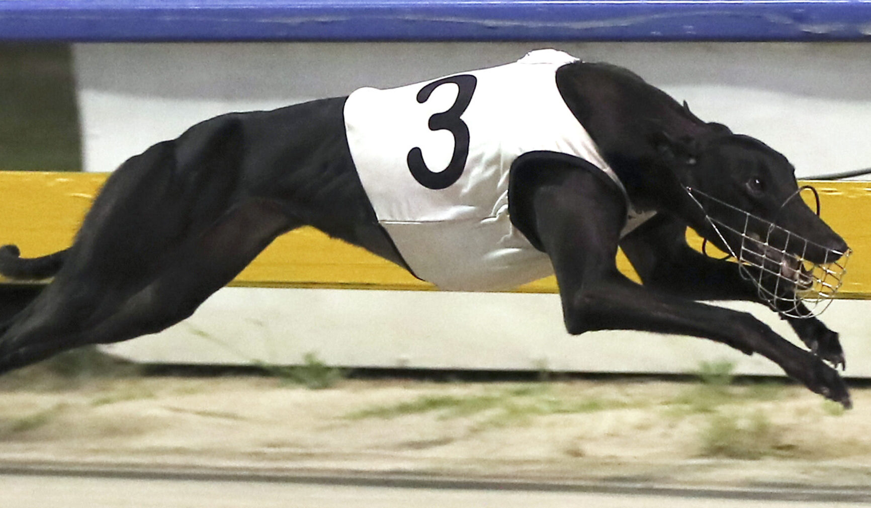 Star Sisters Right In Golden Chase Sprint Frame - Greyhound Recorder