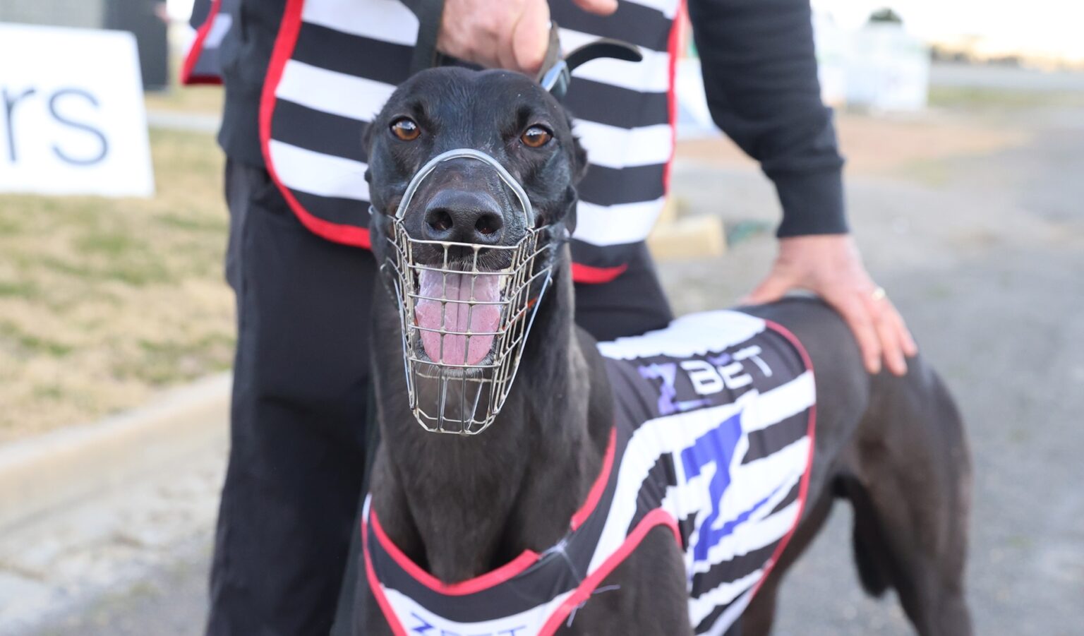 Jet Like Trial Has Joey Set For Temora Cup Test - Greyhound Recorder