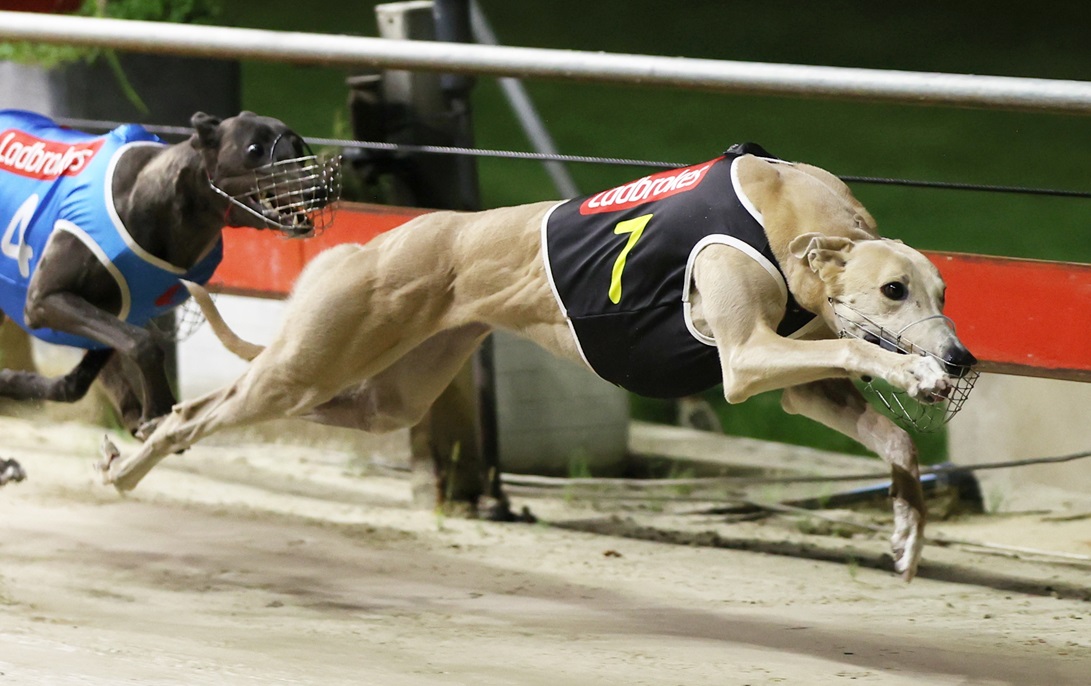 New Sensation Bound Honk Honk Hits Record Books - Greyhound Recorder