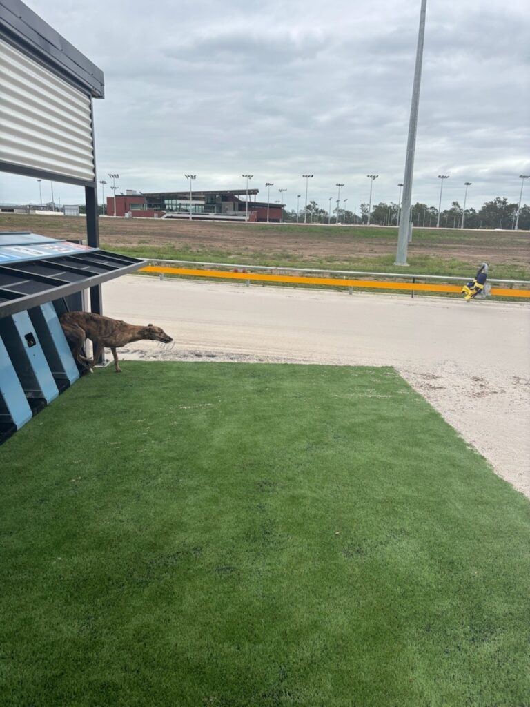 First Look: Trainers Full Of Praise For The Q - Greyhound Recorder